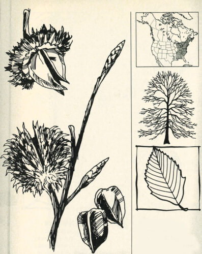Nut Tree Identification for Fall Foraging – Mother Earth News